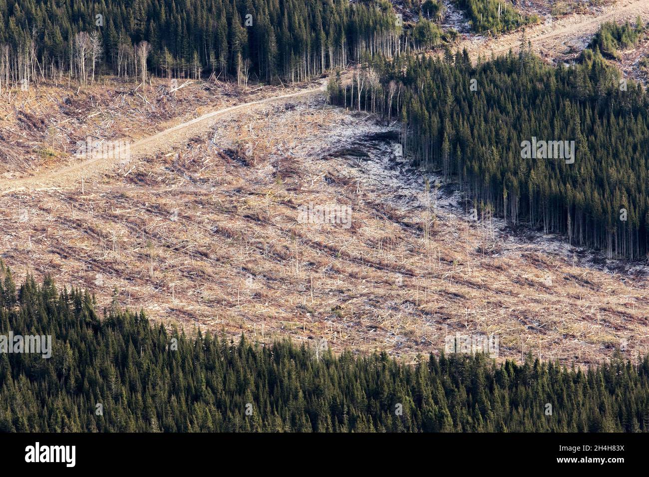 Deforestation in the Gaspesie region, Quebec, Canada Stock Photo - Alamy