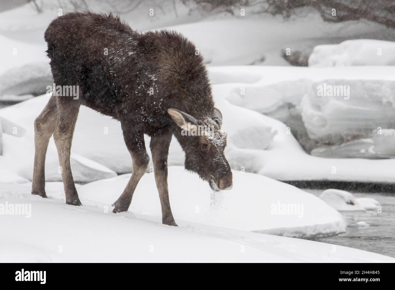 Ten-month-old bull moose walking on snow near a river, Gaspesie ...