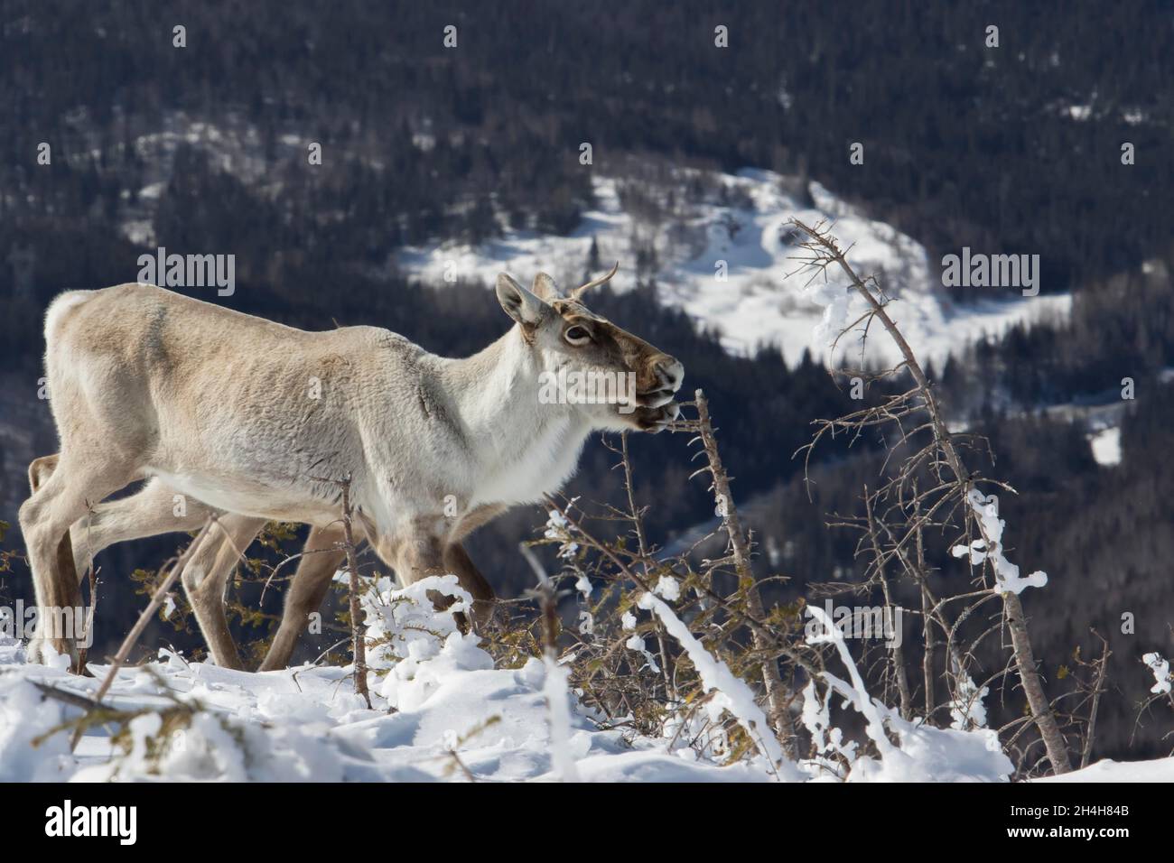 Forest caribou (Rangifer tarandus caribou), mountain ecotype ...