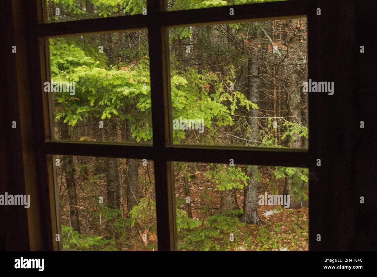 Forest view through a protective window, Forillon National Park, Quebec ...