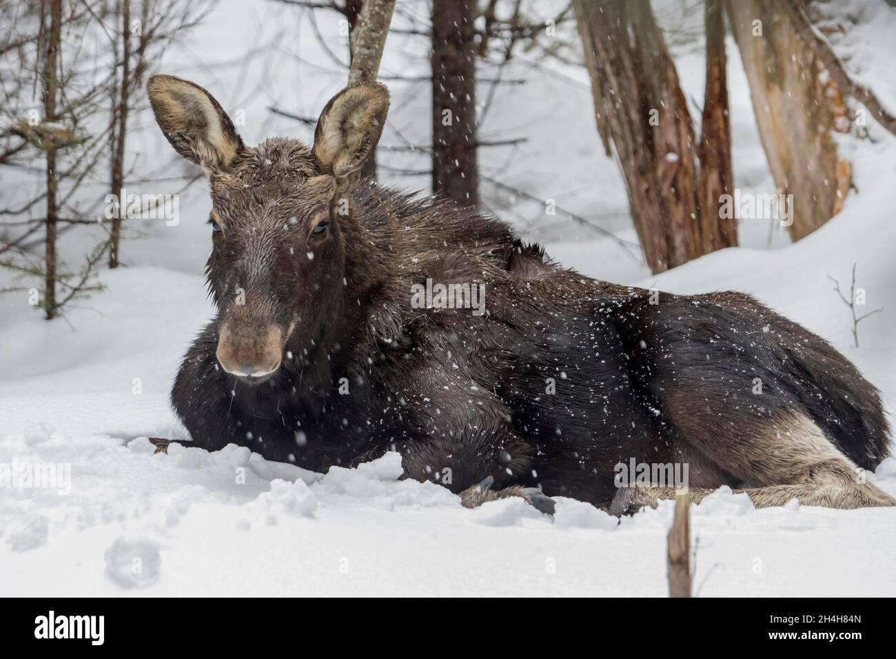 Ten-month-old bull moose resting on snow, Gaspest National Park, Quebec ...