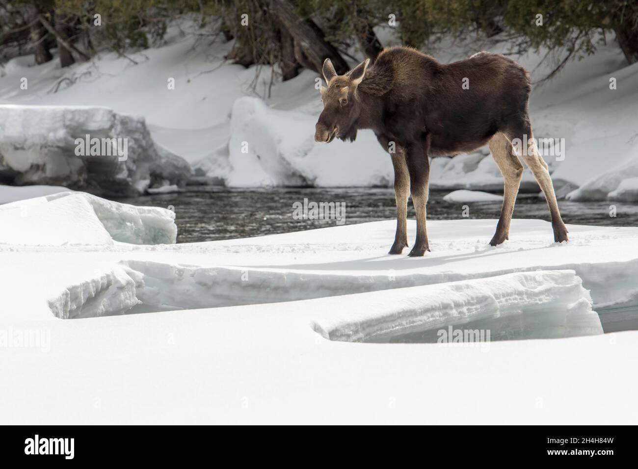 Elk, moose, deer, ungulates, even-toed ungulates, mammals, animals, Ten ...