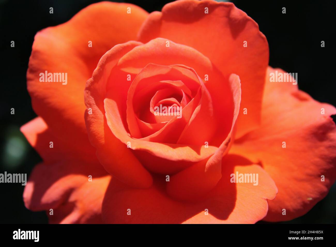 Beautiful orange rose growing in the summer flower garden Stock Photo ...