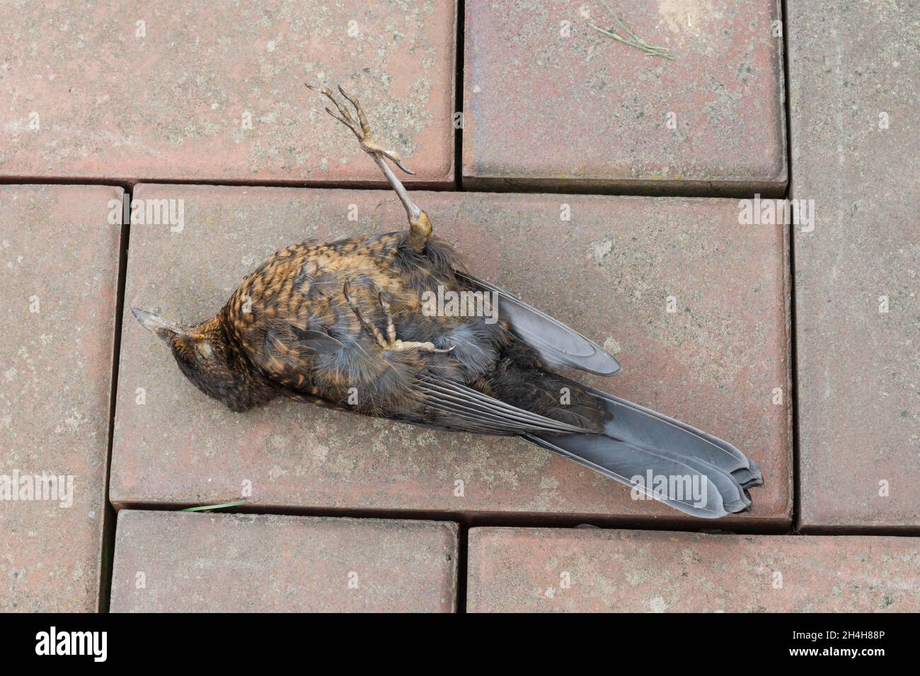 Dead Blackbird (Turdus merula) Jungvogel, Lower Saxony, Germany Stock ...