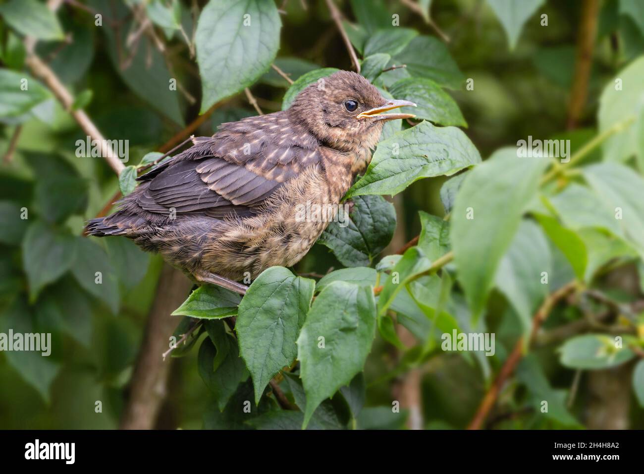 Blackbird (Turdus merula), Young Bird, Branchling, Lower Saxony ...