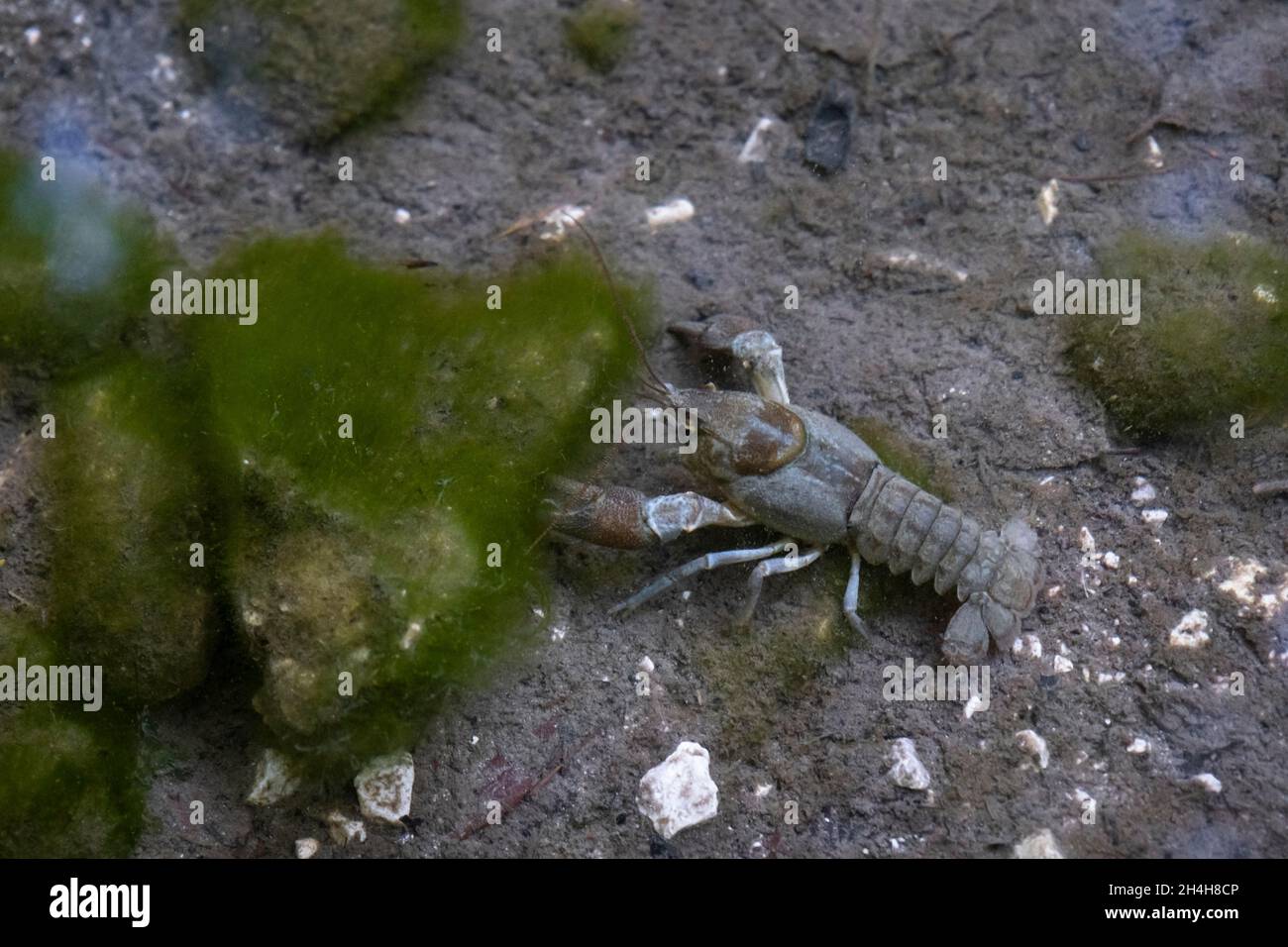 Astacus fluviatilis hi-res stock photography and images - Alamy