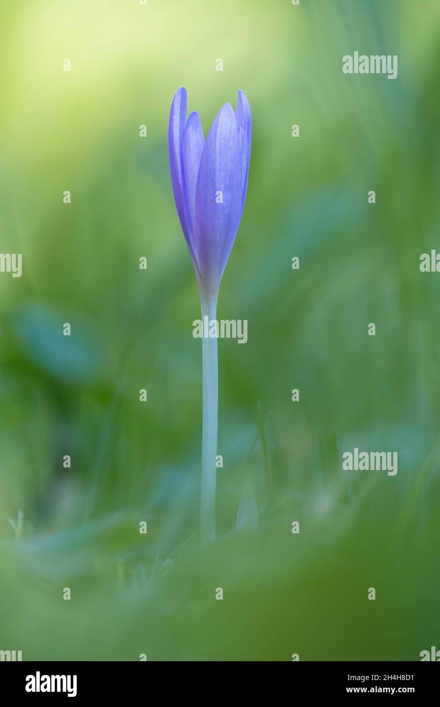Meadow saffron (Colchicum autumnale), half-open flower, Italy Stock ...