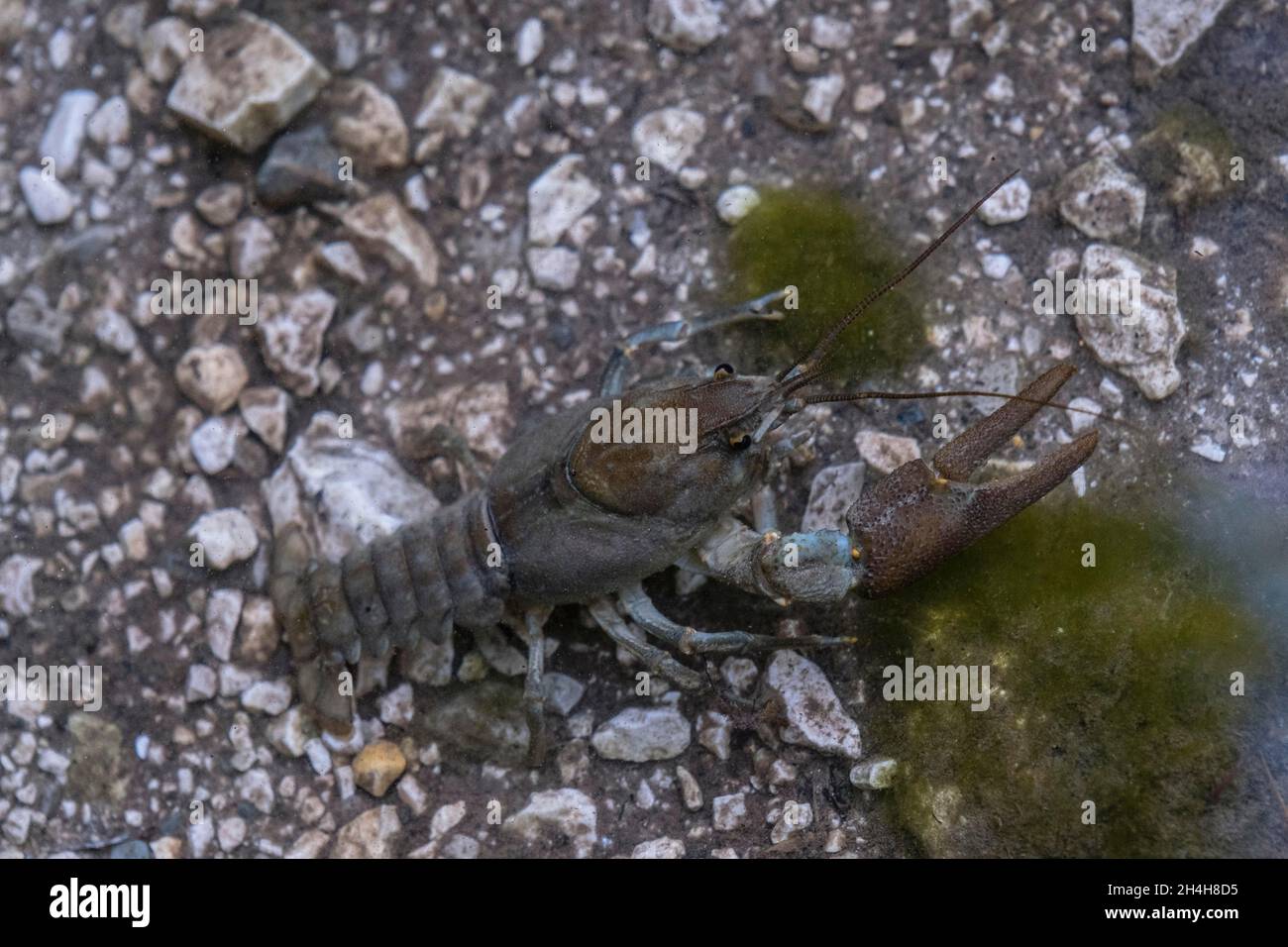 European crayfish (Astacus fluviatilis) in the water, Italy Stock Photo ...