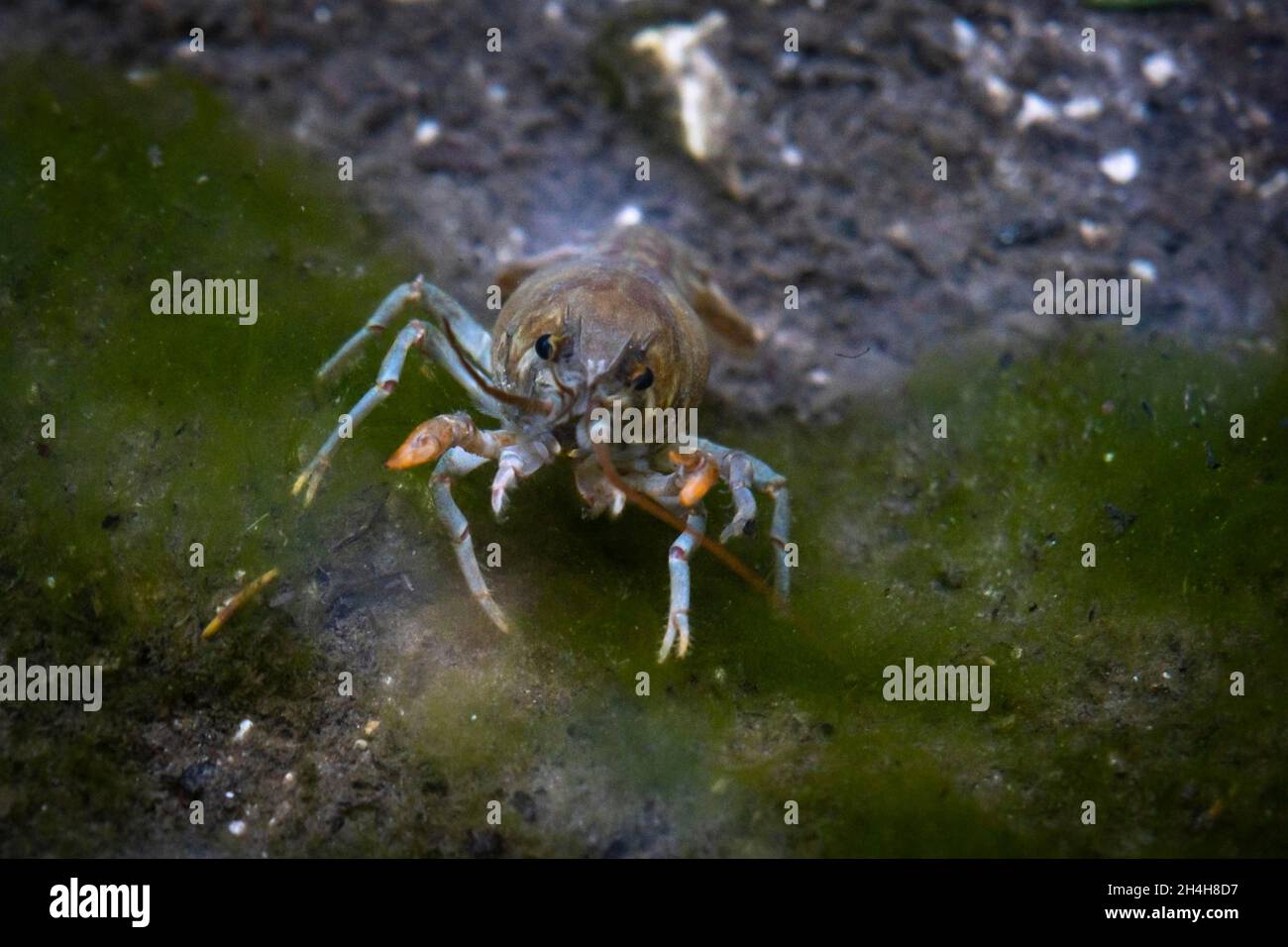 European crayfish (Astacus fluviatilis) in the water, Italy Stock Photo ...