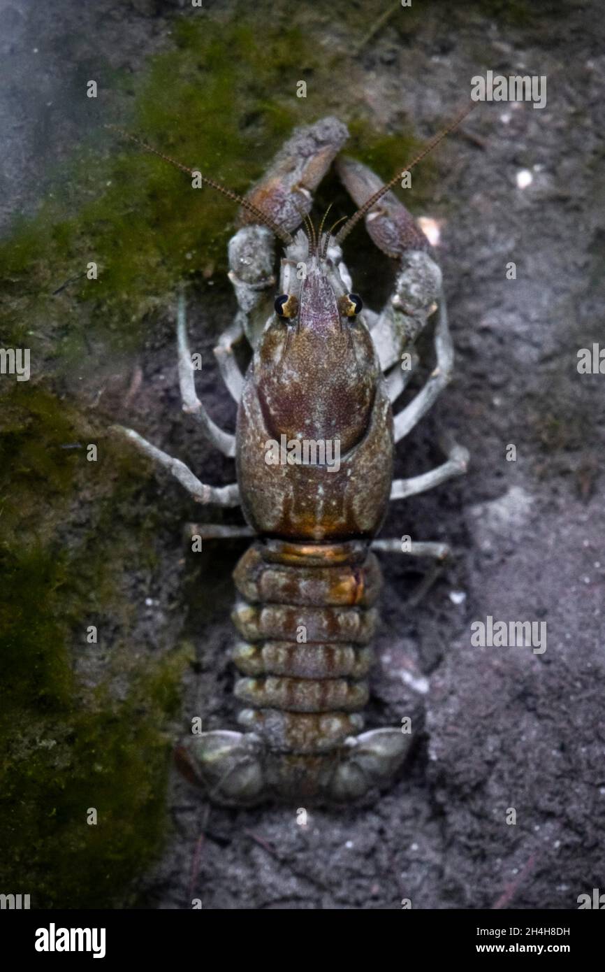 European crayfish (Astacus fluviatilis) in the water, Italy Stock Photo ...
