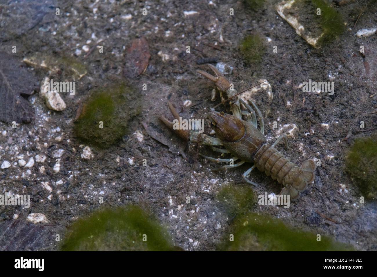 European crayfish (Astacus fluviatilis) in the water, Italy Stock Photo ...
