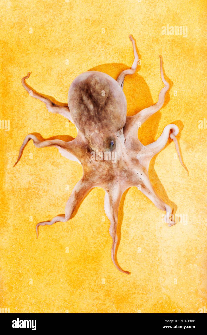 Beautiful octopus with eight arms on yellow background Stock Photo - Alamy