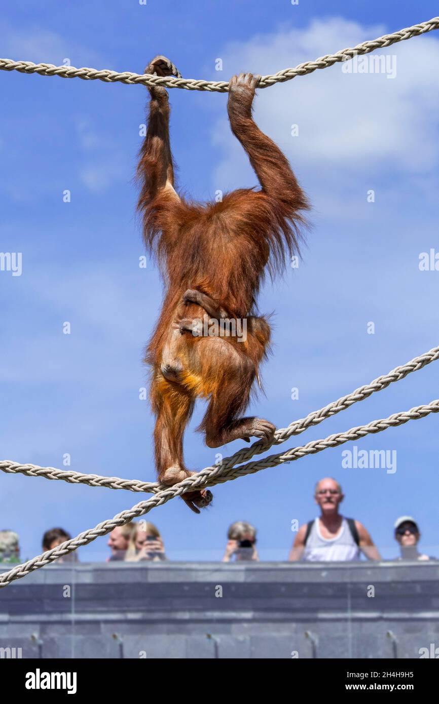 Baby sumatran orangutan hi-res stock photography and images - Alamy