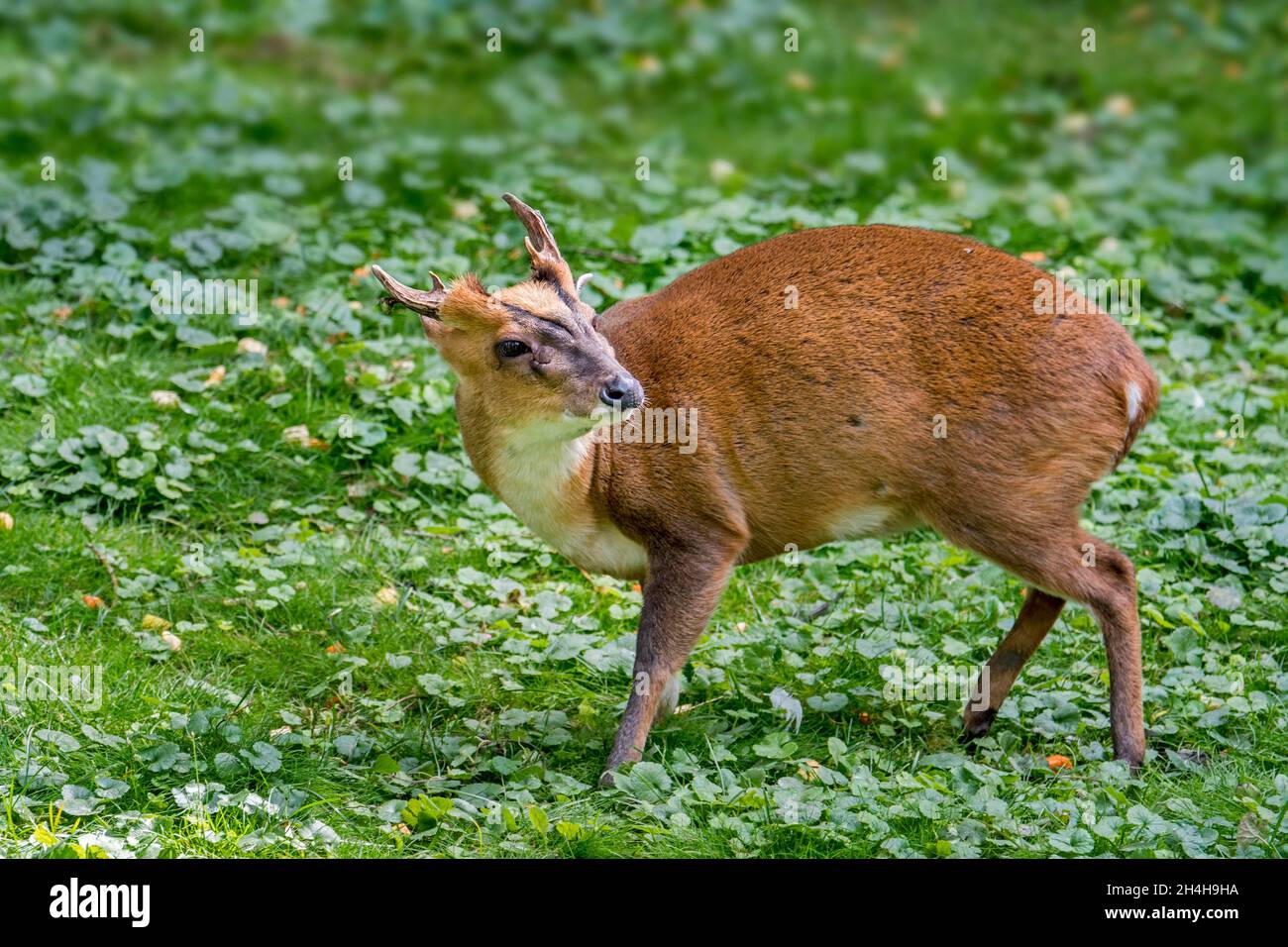 Reevess muntjac hi-res stock photography and images - Alamy