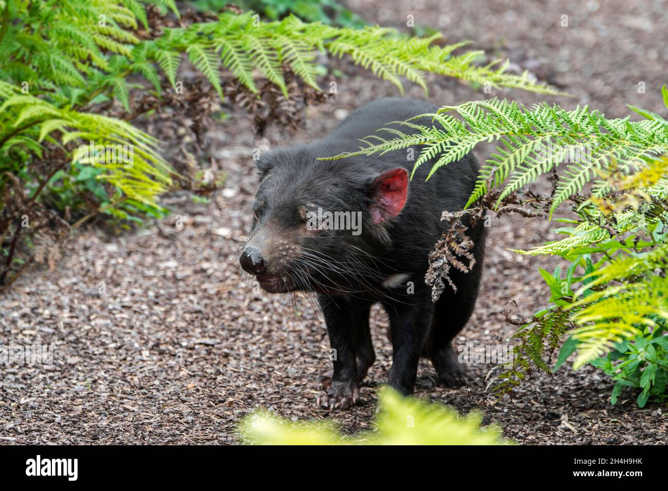 Carnivorous marsupial hi-res stock photography and images - Alamy