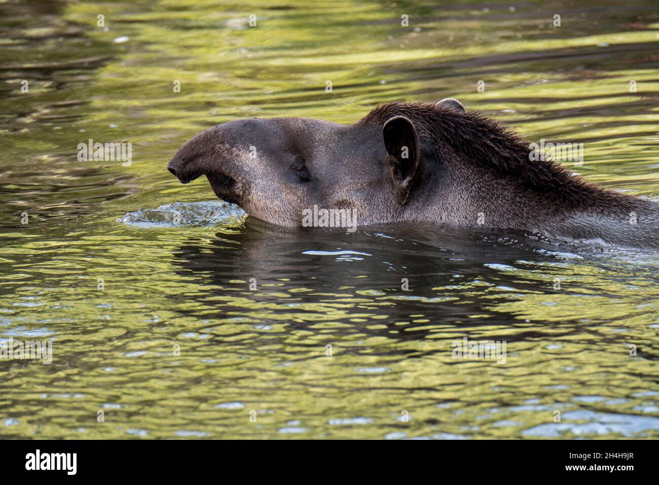 Tapir head hi-res stock photography and images - Alamy