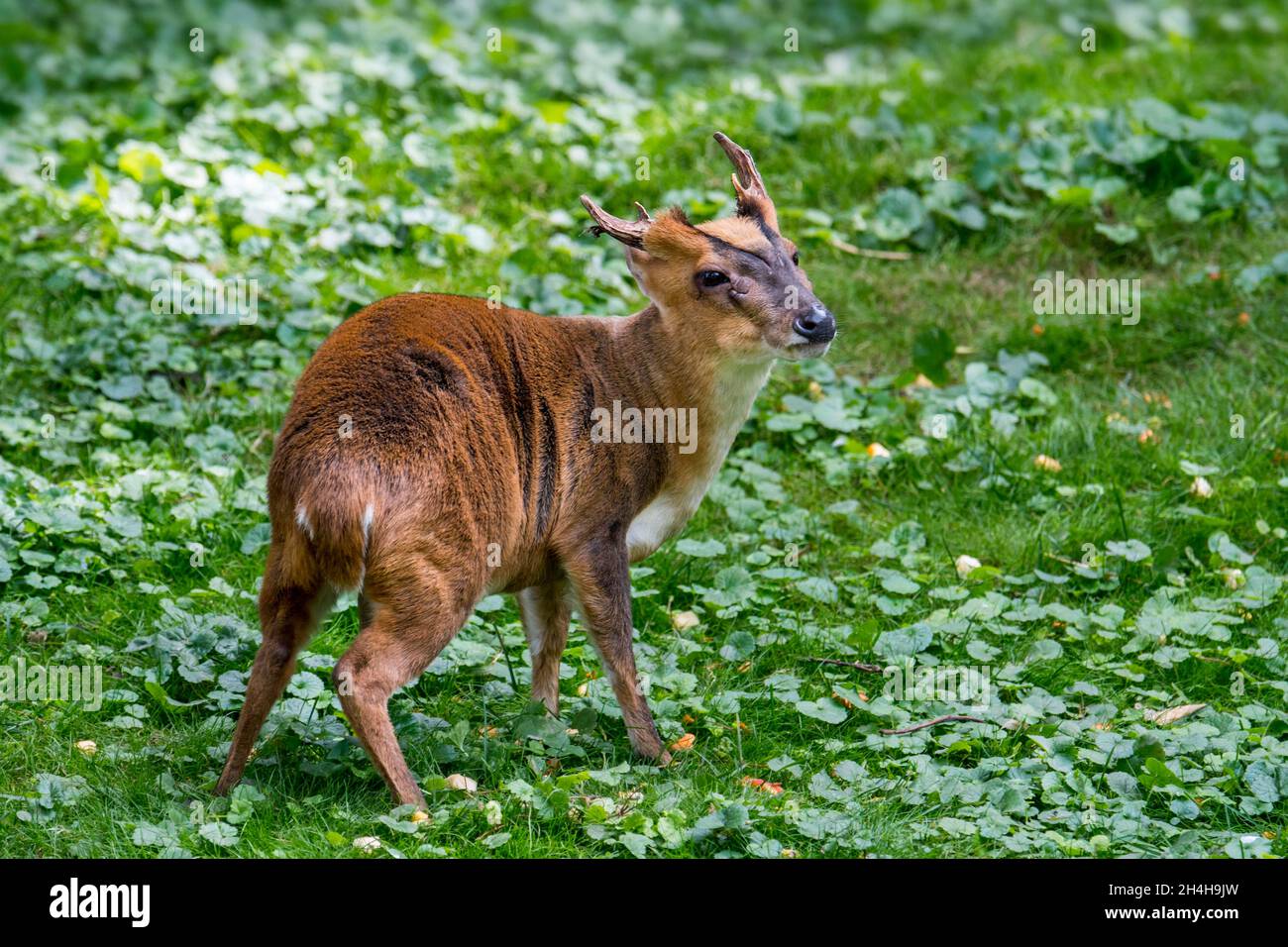Taiwan species hi-res stock photography and images - Alamy