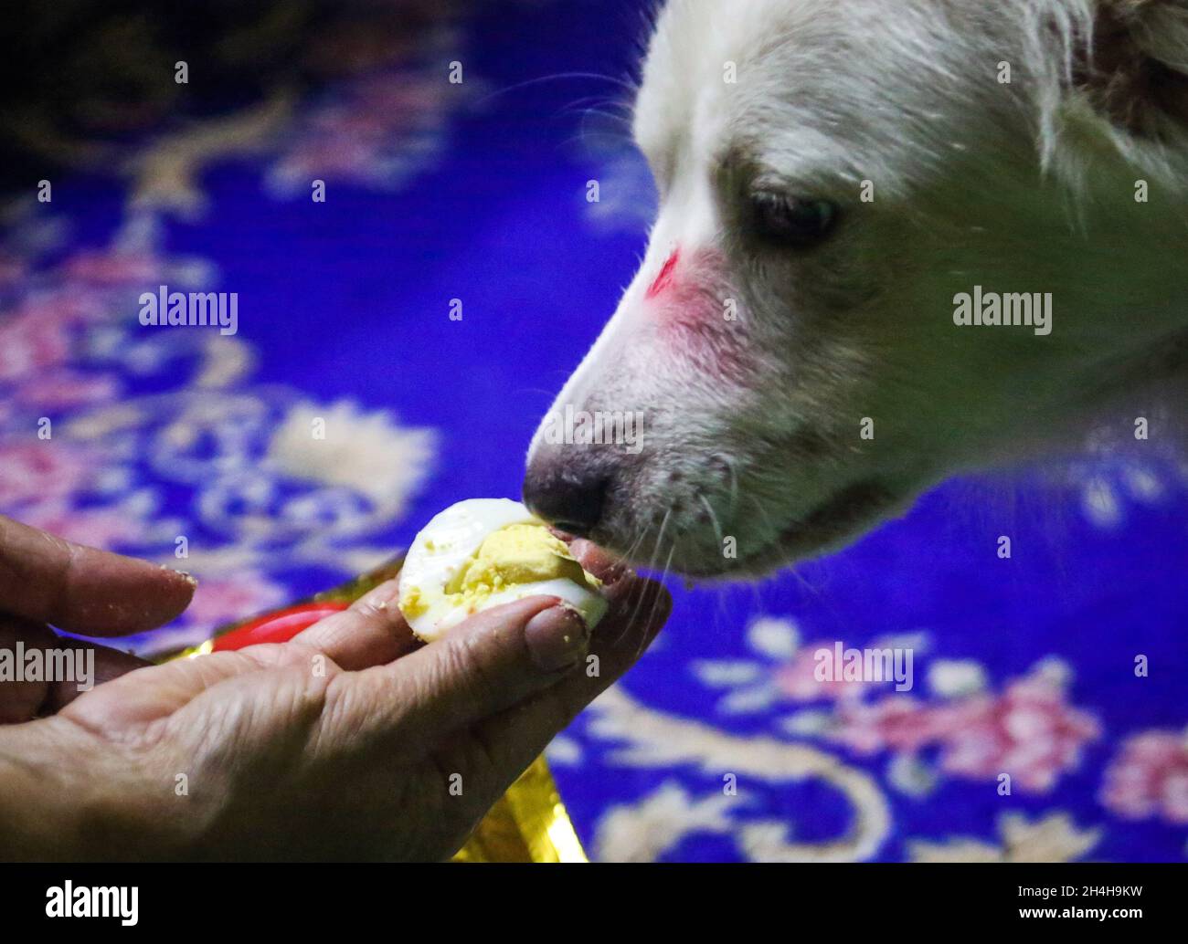 Human cow dog hi-res stock photography and images - Alamy