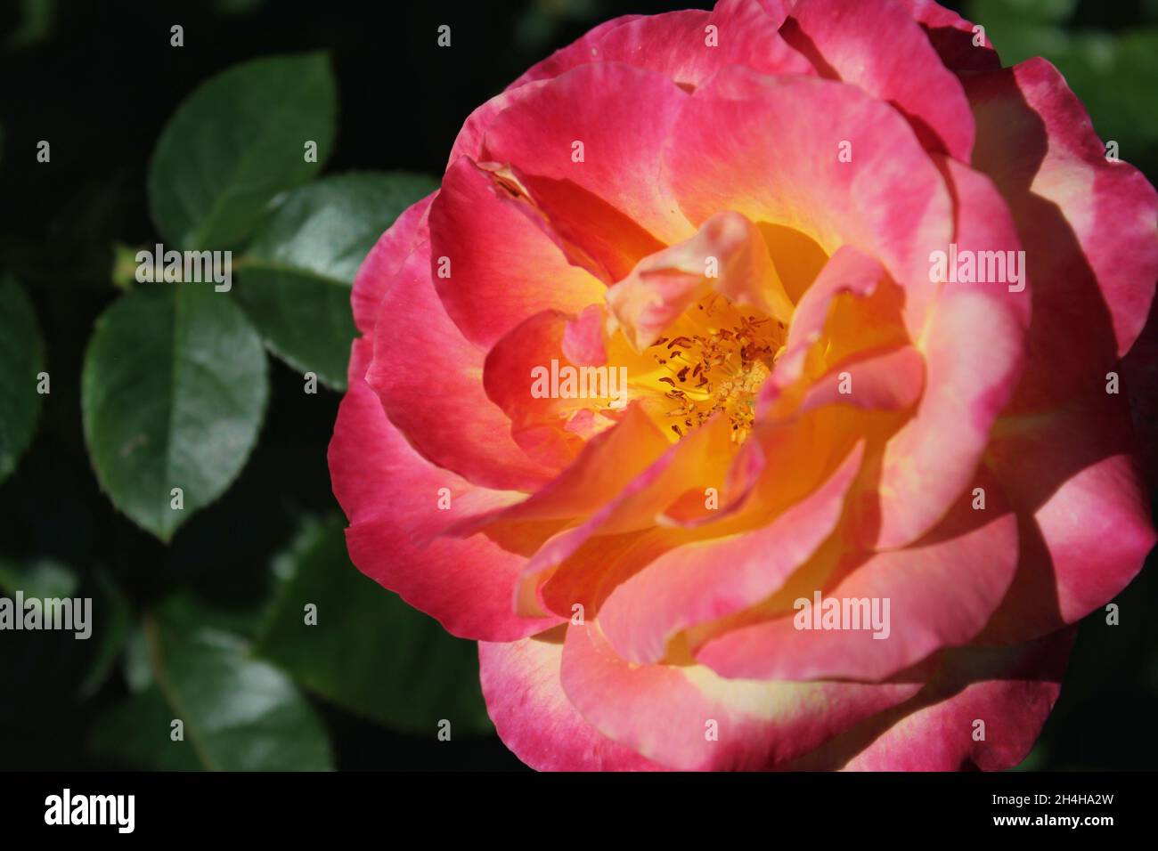 Beautiful pink rose growing in the summer flower garden Stock Photo - Alamy