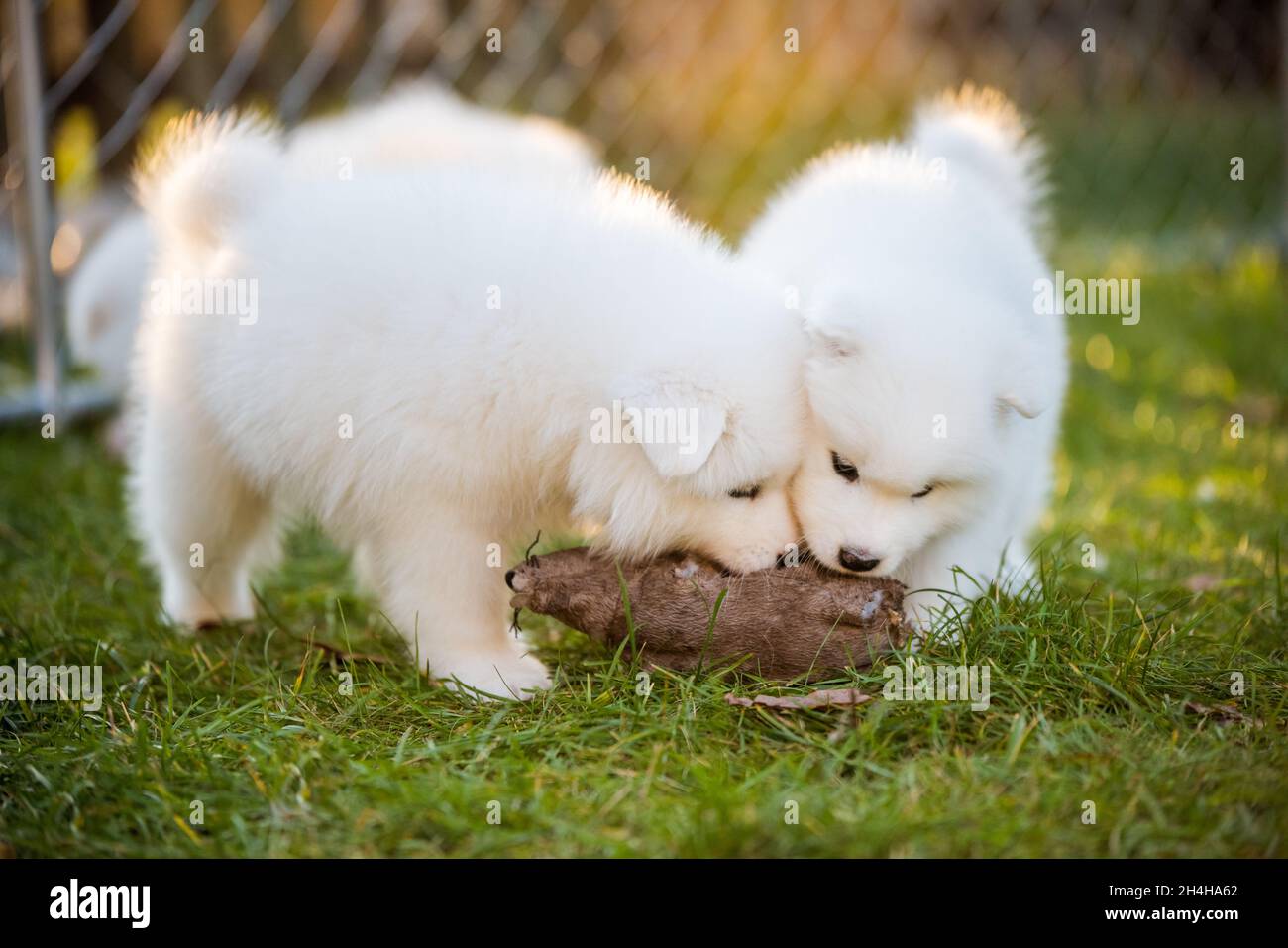 Funny fluffy white Samoyed puppies dogs are playing Stock Photo - Alamy