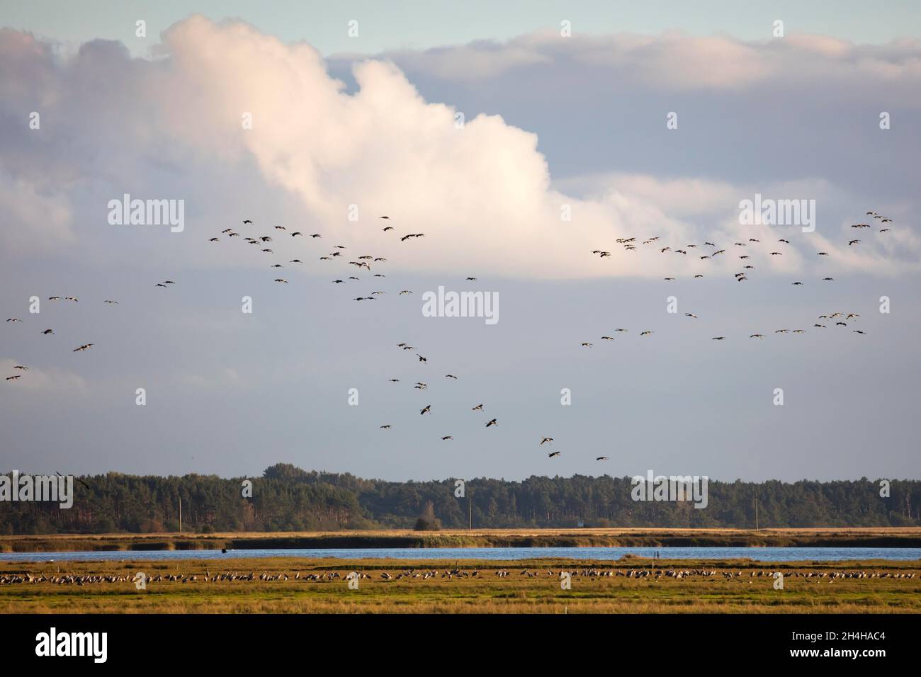 Cranes, Vorpommersche Boddenlandschaft National Park, Fischland-Darss ...