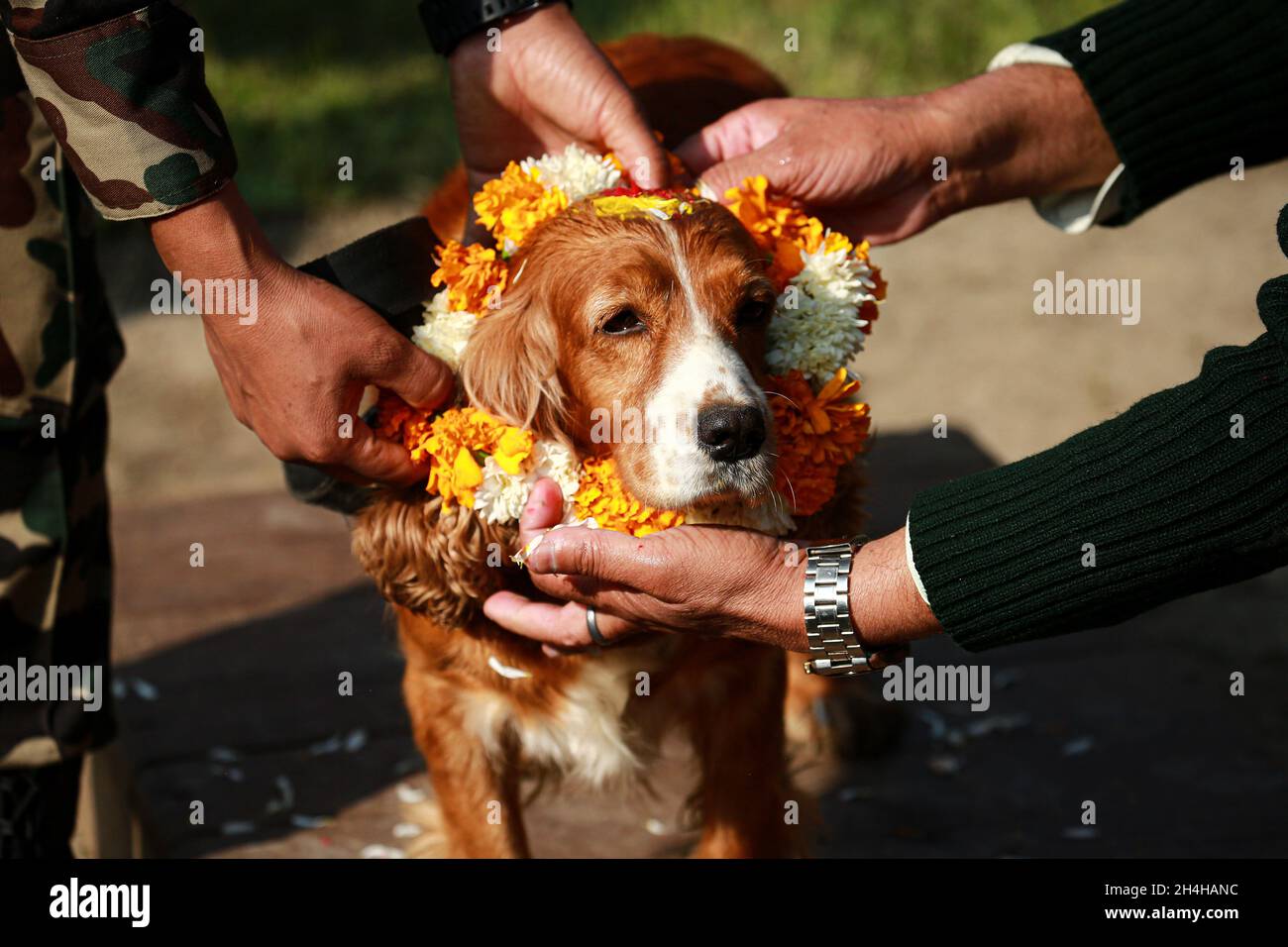 Yama dogs hi-res stock photography and images - Alamy