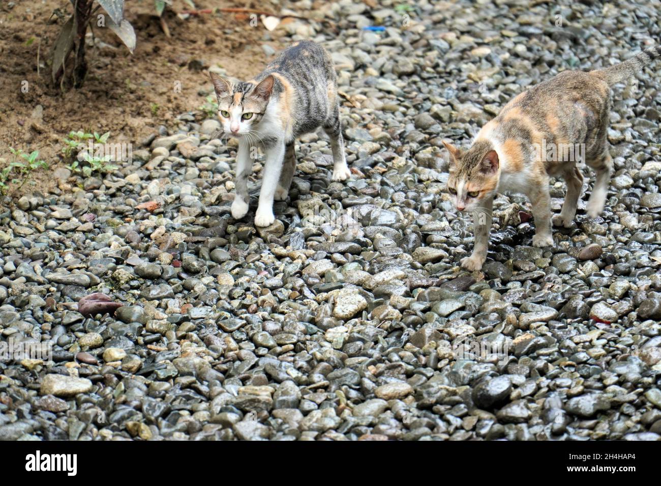 Stray cats walking on stones on the ground in a park Stock Photo - Alamy