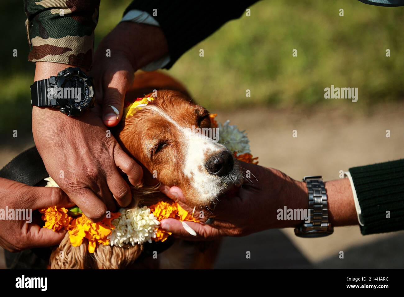 Yama dogs hi-res stock photography and images - Alamy