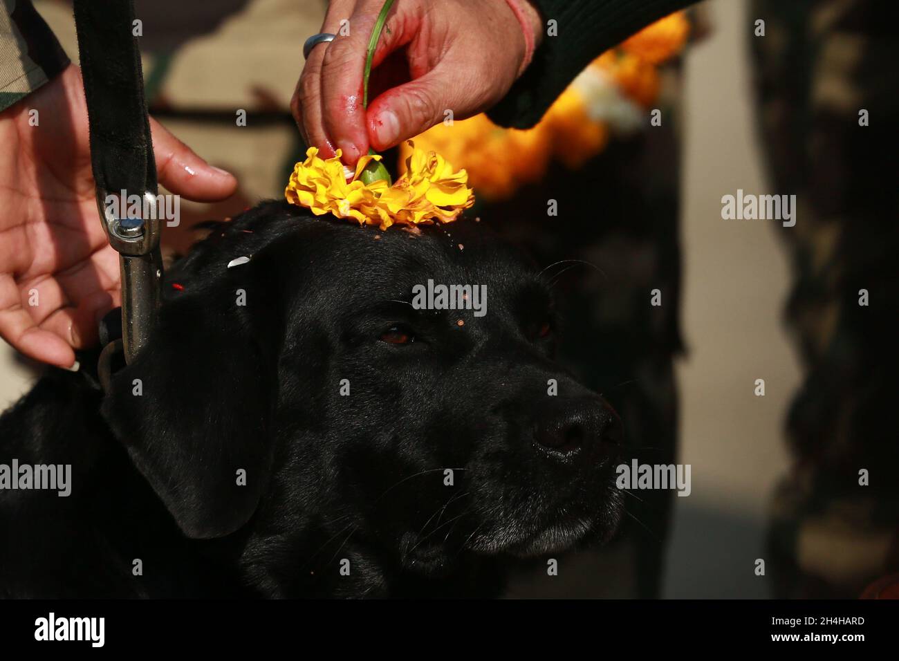 Yama dogs hi-res stock photography and images - Alamy