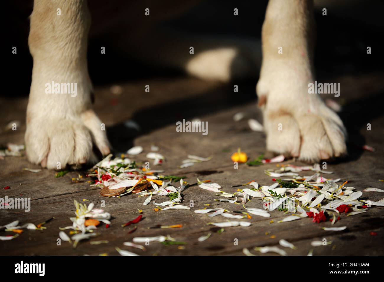 Yama dogs hi-res stock photography and images - Alamy