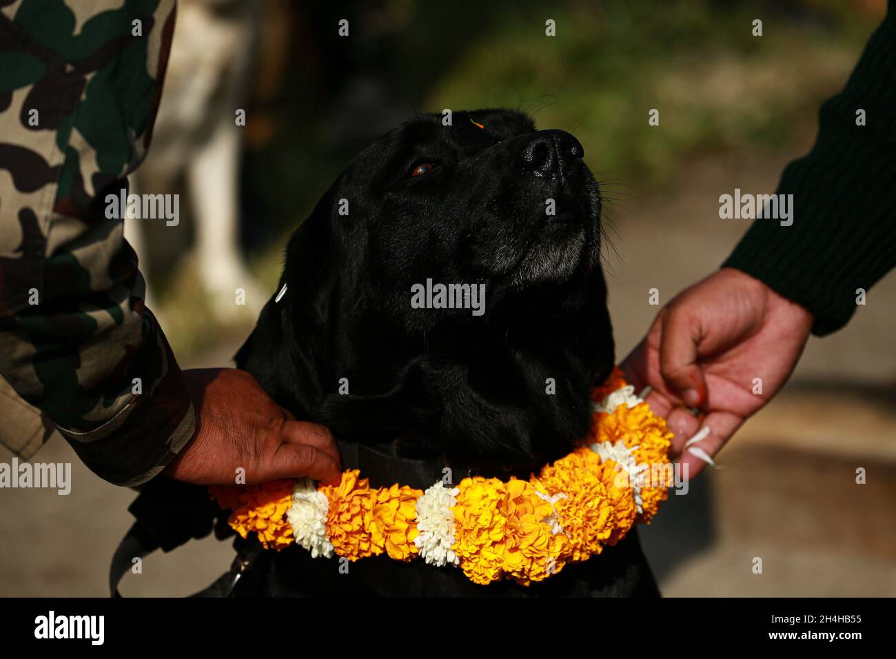 Yama dogs hi-res stock photography and images - Alamy