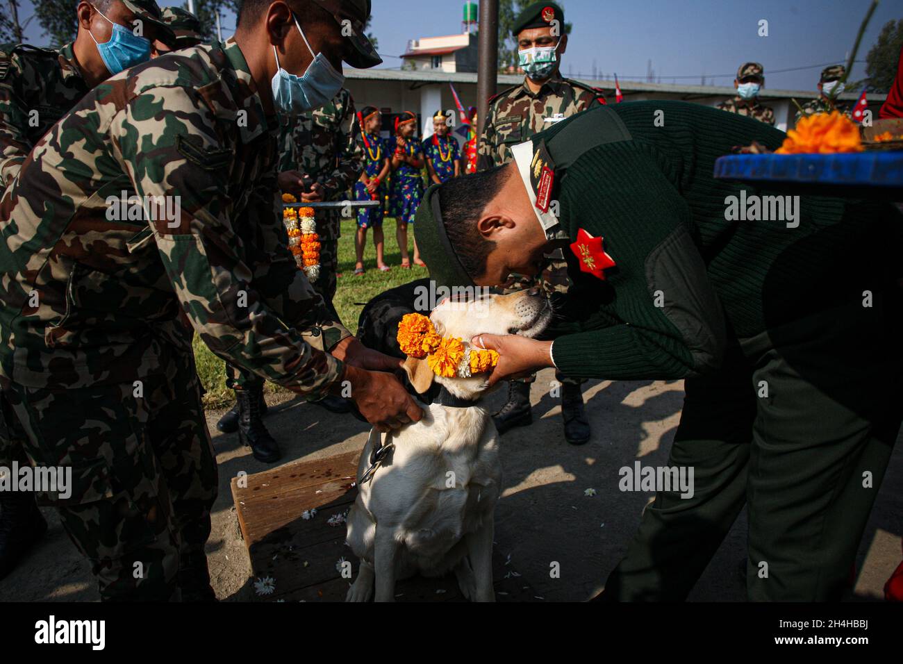Yama dogs hi-res stock photography and images - Alamy