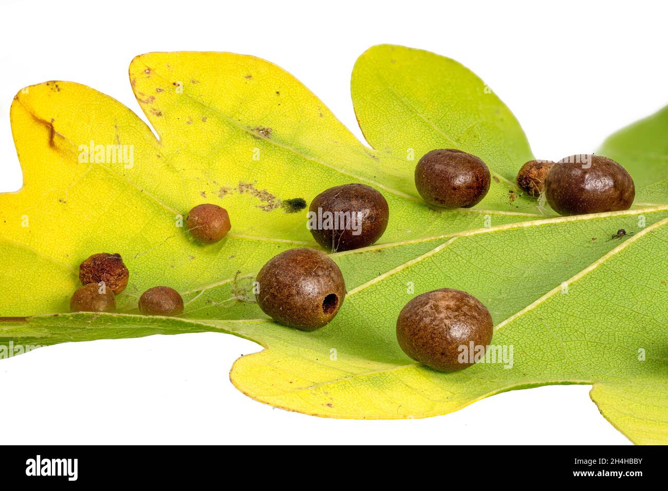 Oak gall isolated hi-res stock photography and images - Alamy