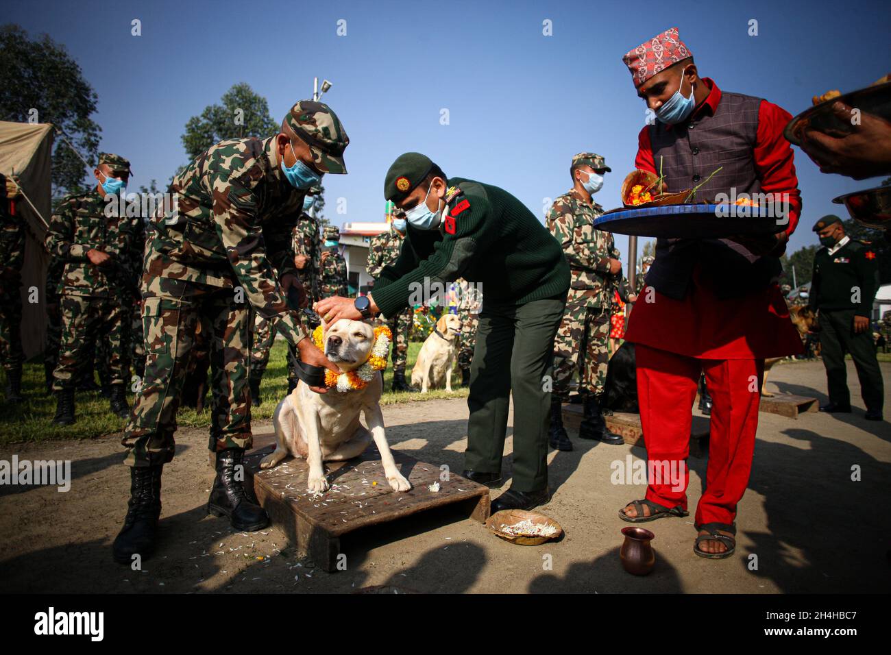 Yama dogs hi-res stock photography and images - Alamy