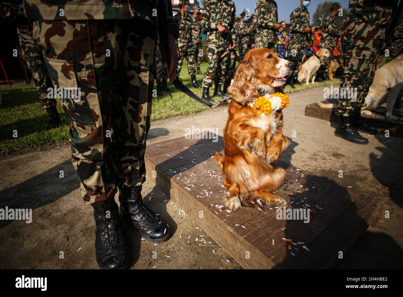 Yama dogs hi-res stock photography and images - Alamy