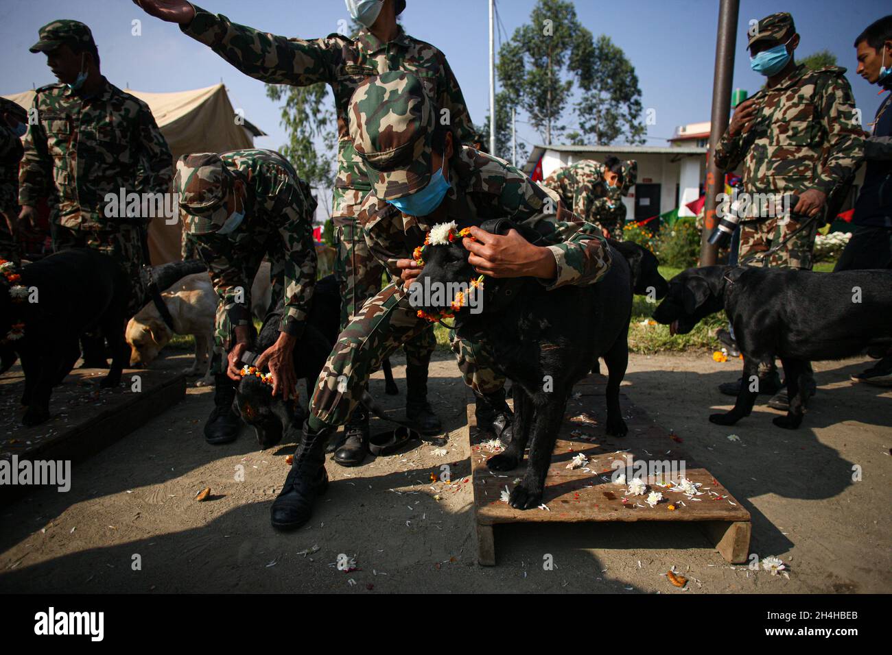 Yama dogs hi-res stock photography and images - Alamy