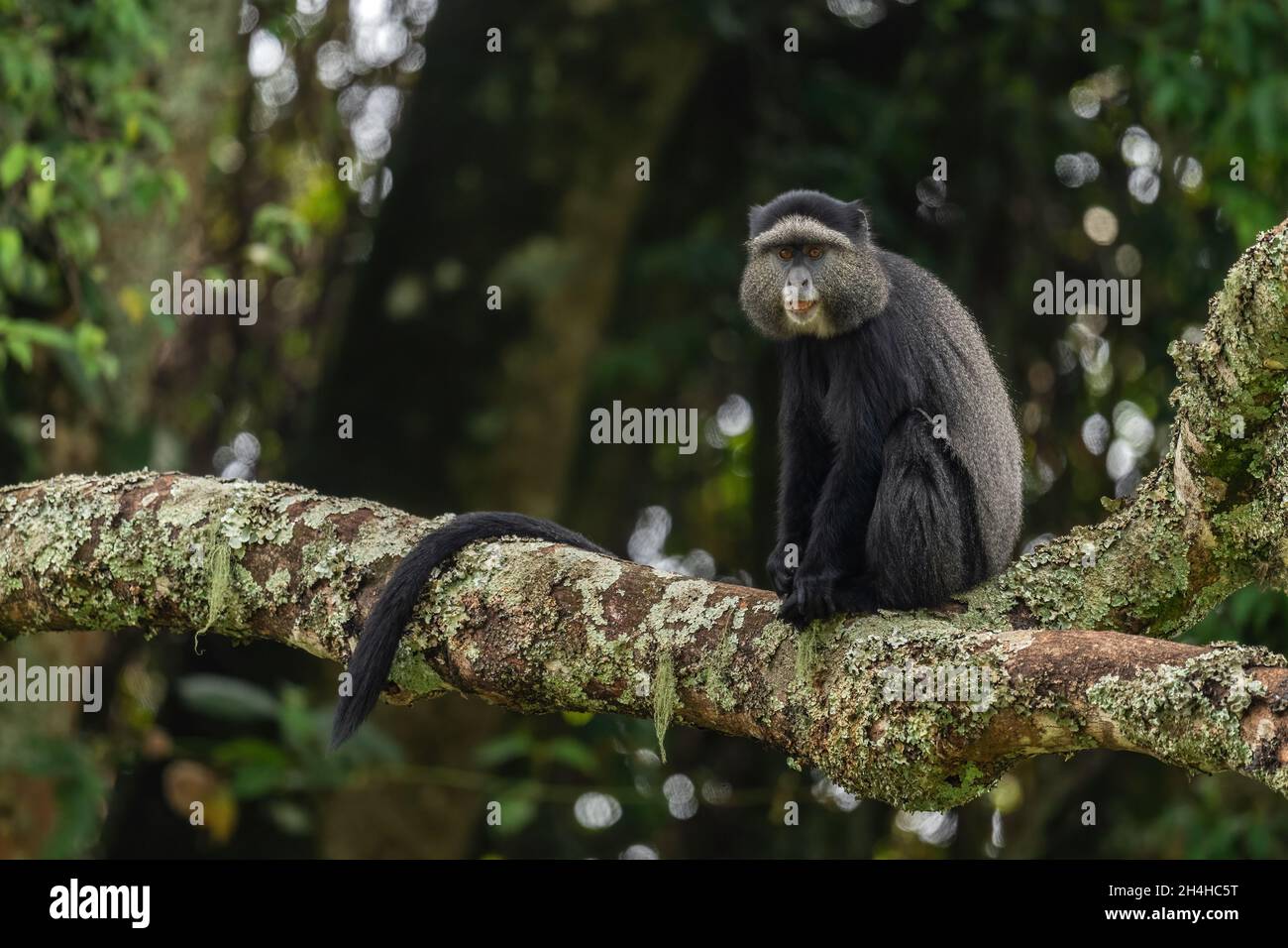 Blue monkey - Cercopithecus mitis, beautiful common primate from ...