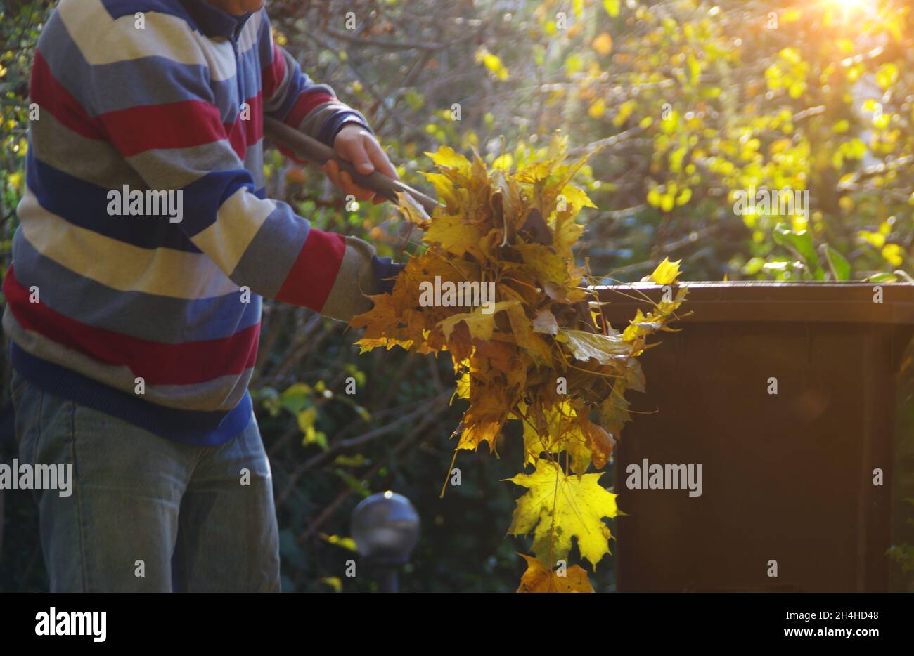 Autumn leaf collection in the garden. The man cleans the park and ...