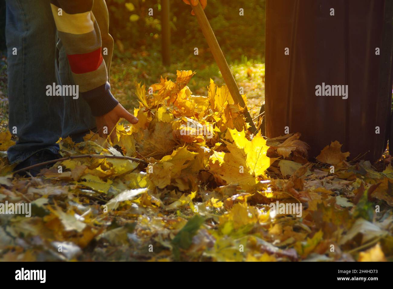 Autumn leaf collection in the garden. The man cleans the park and ...