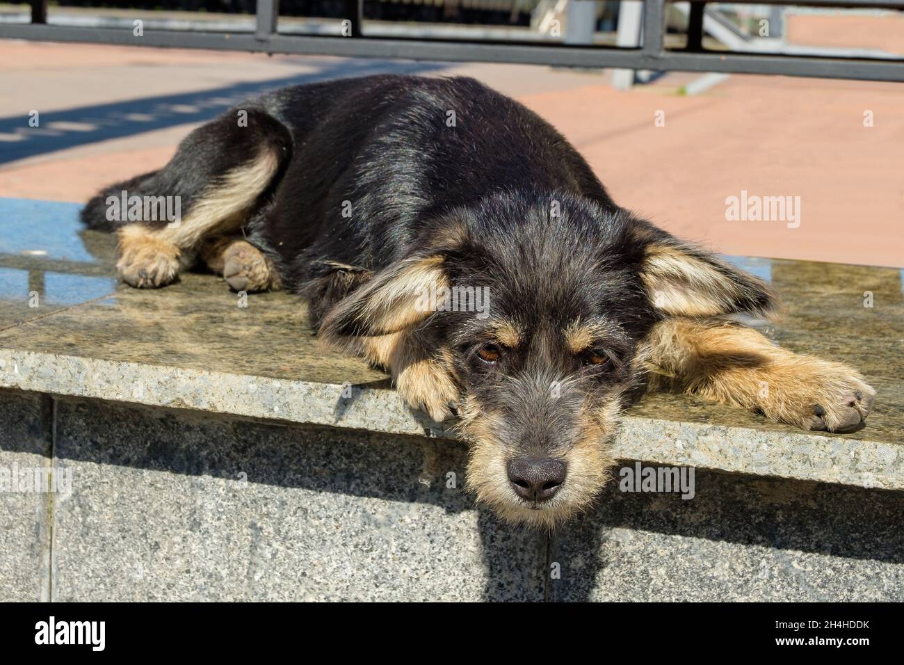 The sad stray dog lies on a stone plate Stock Photo - Alamy