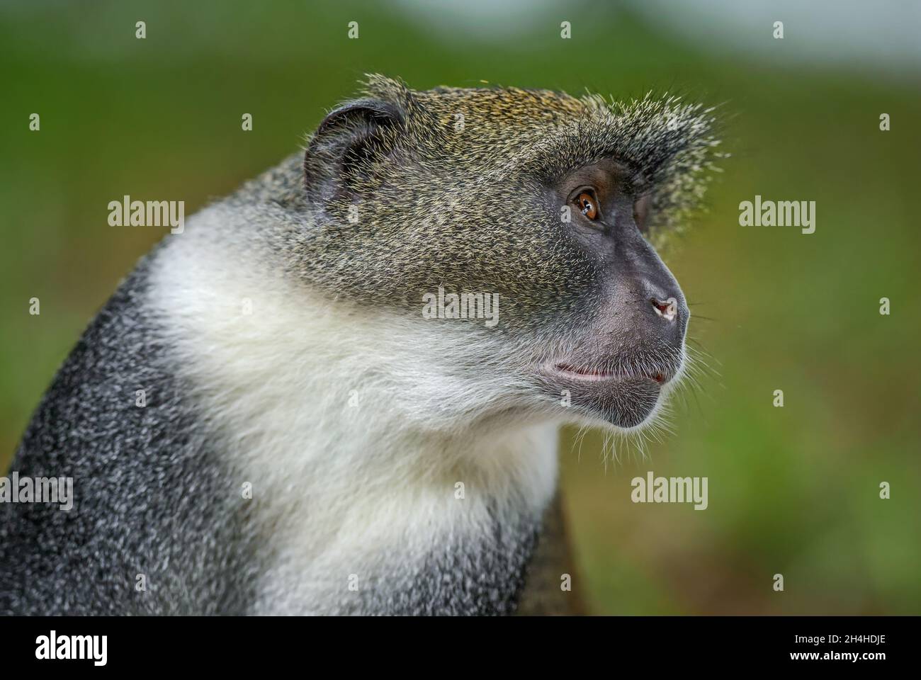 Blue monkey - Cercopithecus mitis, beautiful common primate from ...