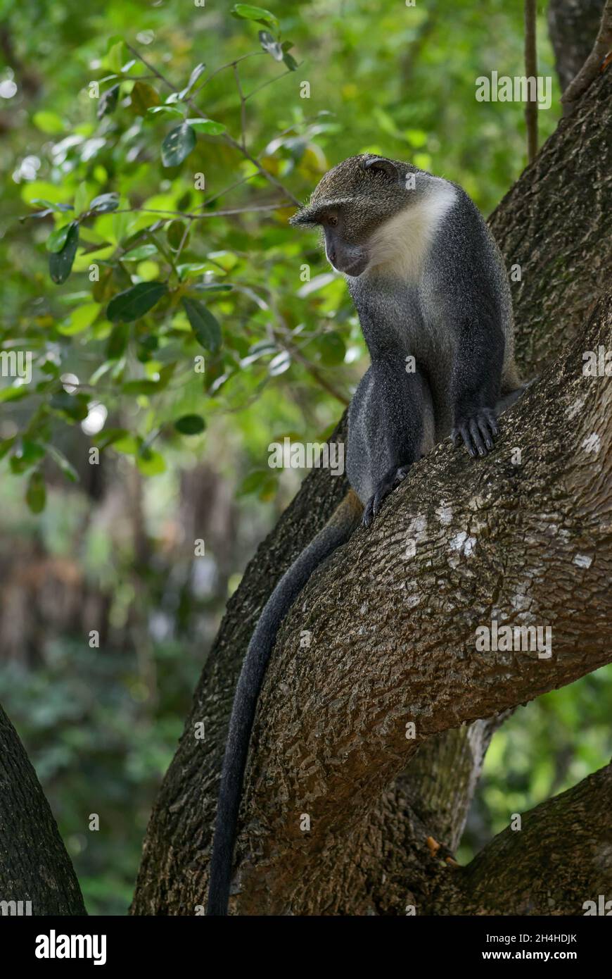 Blue monkey - Cercopithecus mitis, beautiful common primate from ...