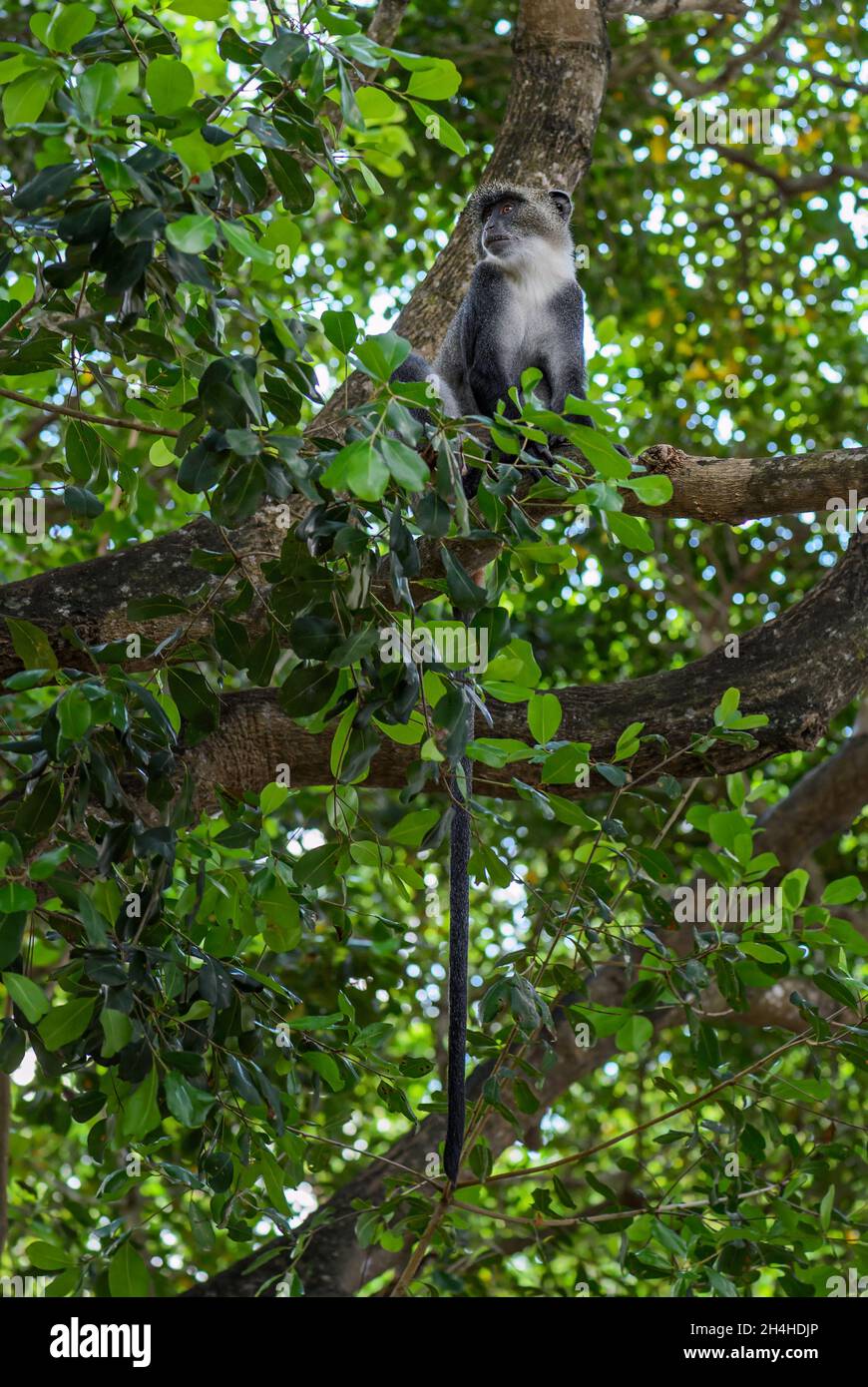 Blue monkey - Cercopithecus mitis, beautiful common primate from ...