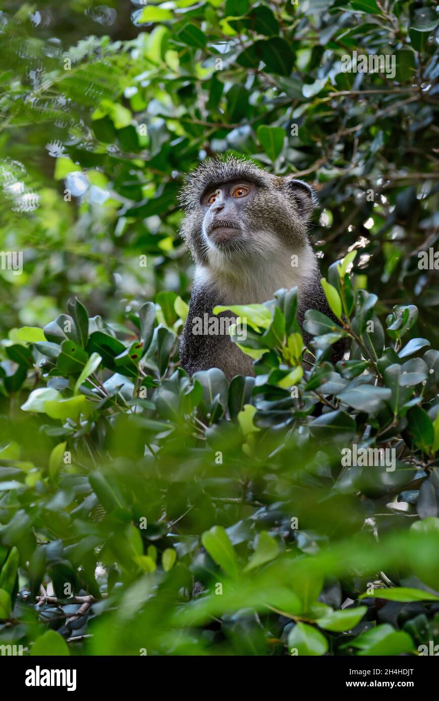 Blue monkey - Cercopithecus mitis, beautiful common primate from ...