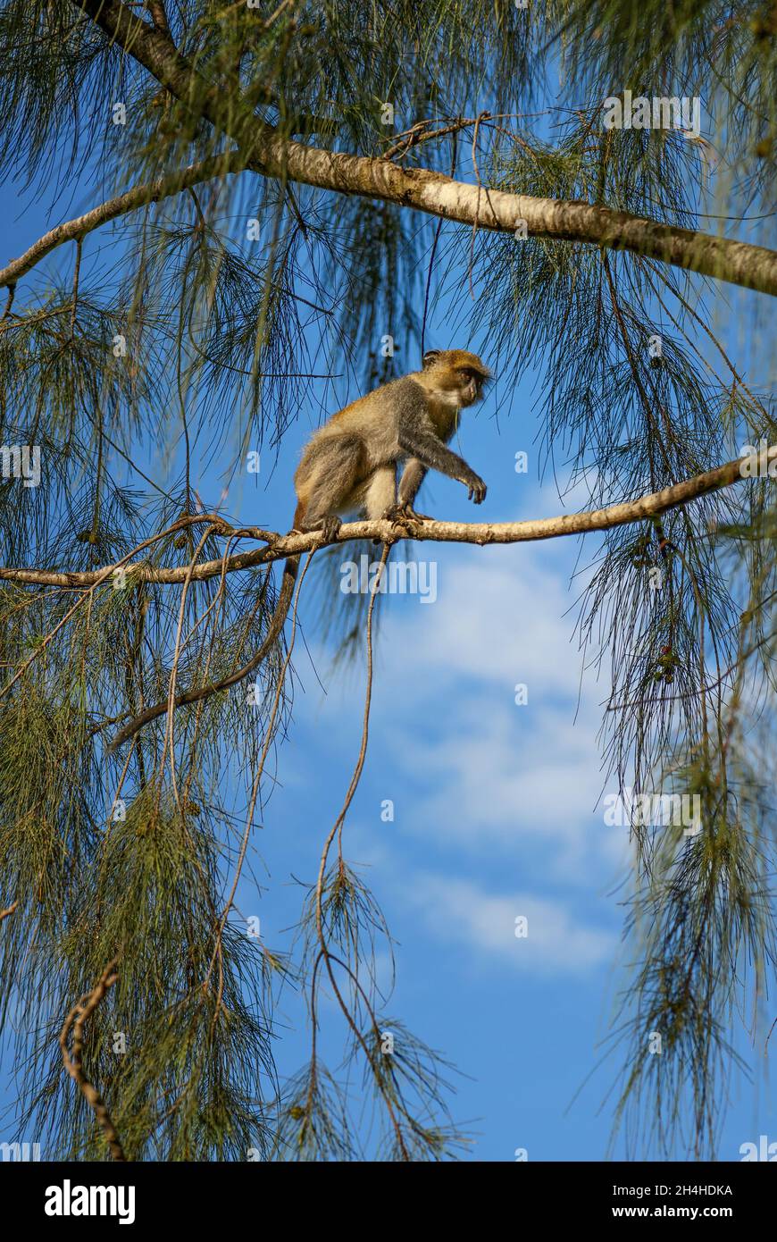 Blue monkey - Cercopithecus mitis, beautiful common primate from ...