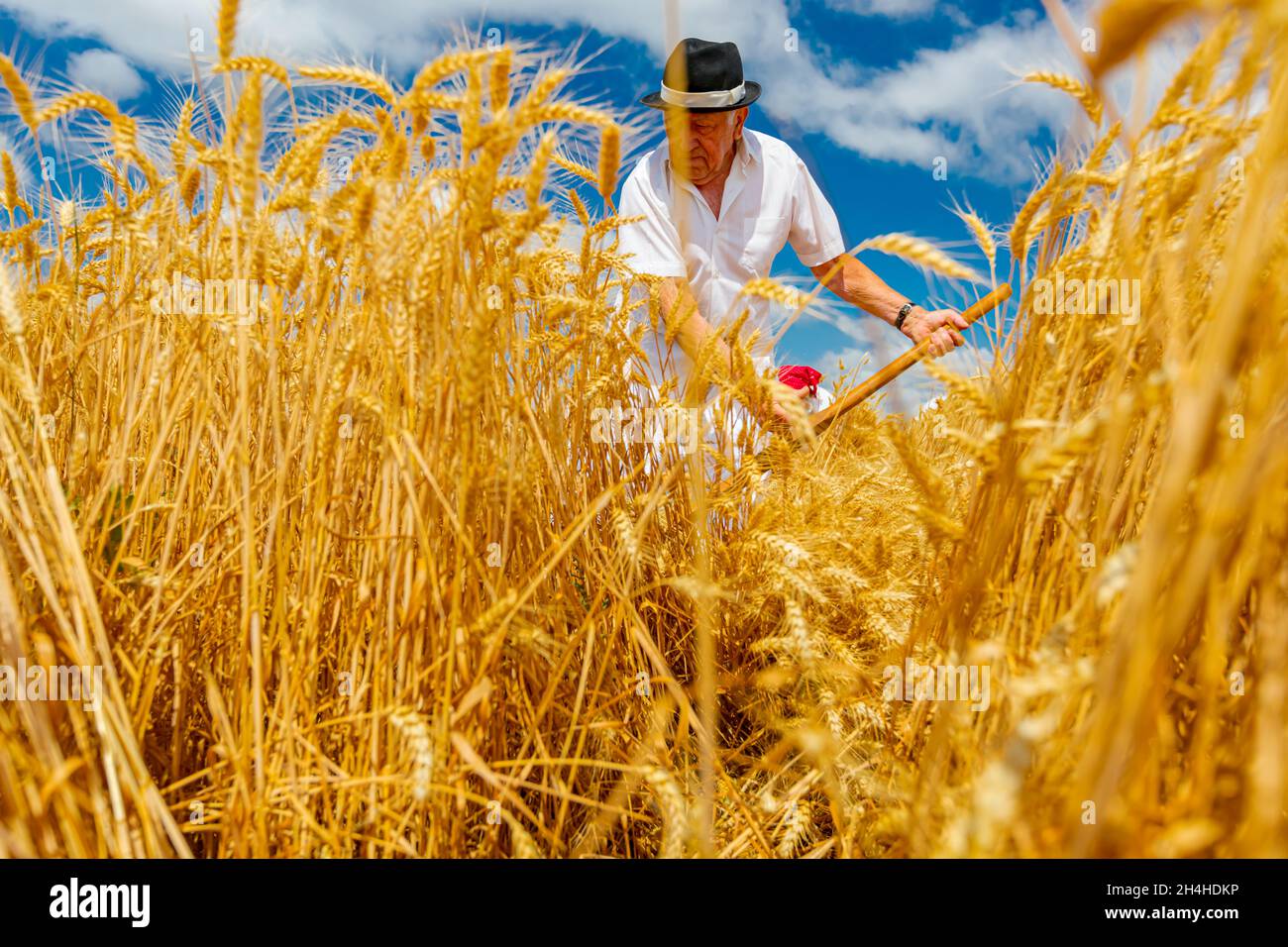 Farmer is reaping wheat manually with a scythe in the traditional rural ...