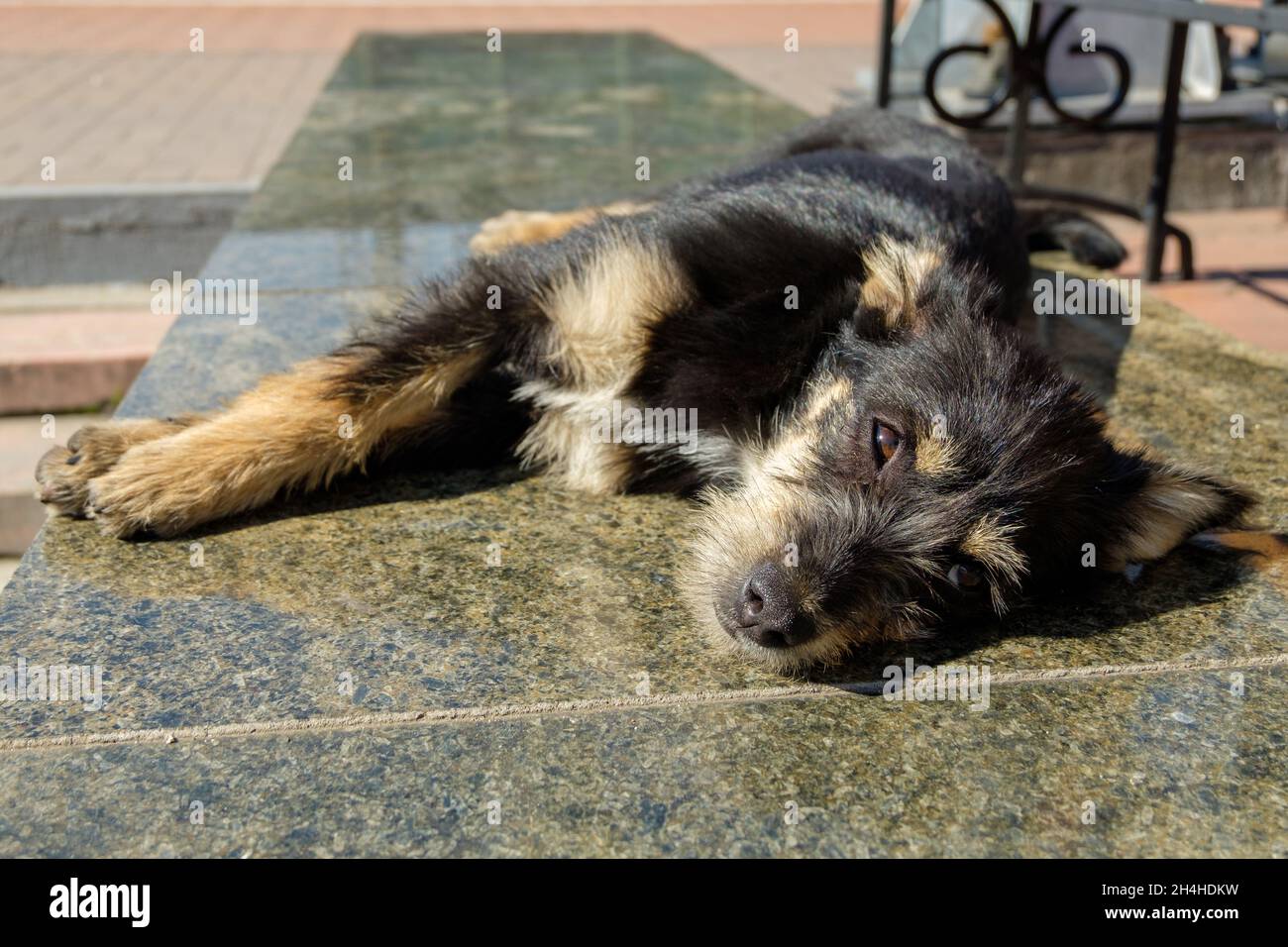 The sad stray dog lies on a stone plate Stock Photo - Alamy