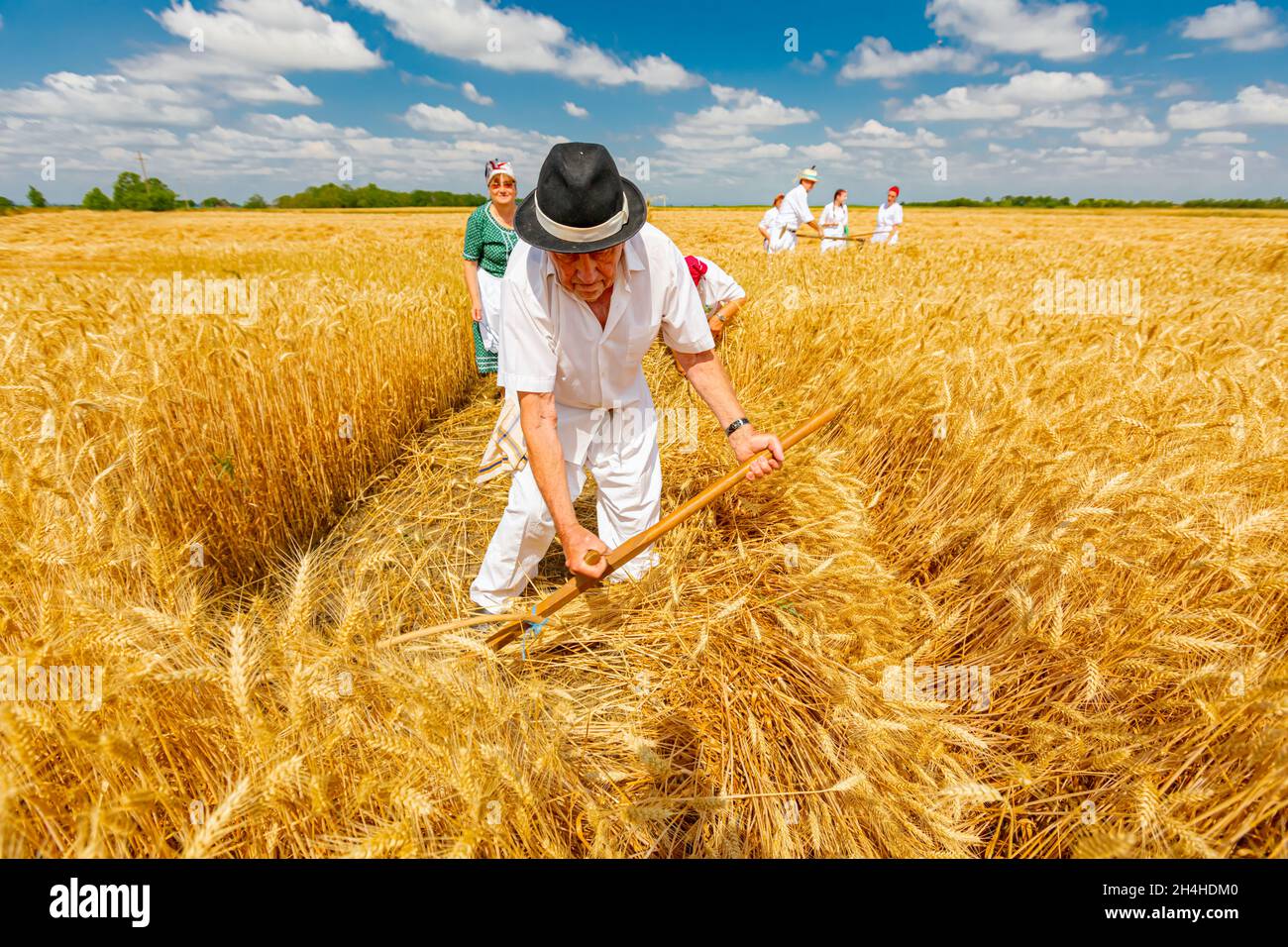 Muzlja, Vojvodina, Serbia, - July 03, 2021; XXXVIII Traditionally wheat ...
