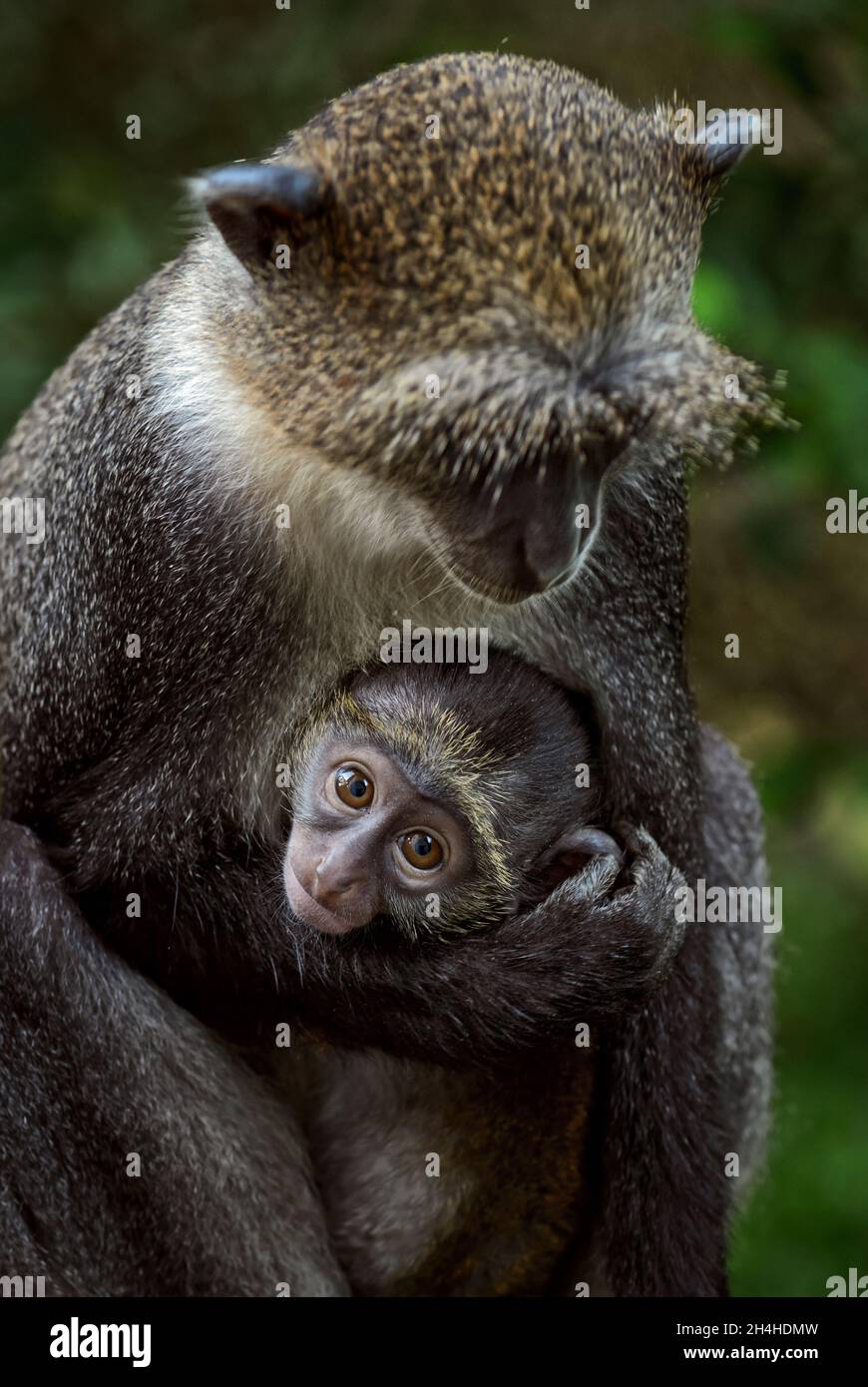 Blue monkey - Cercopithecus mitis, beautiful common primate from ...