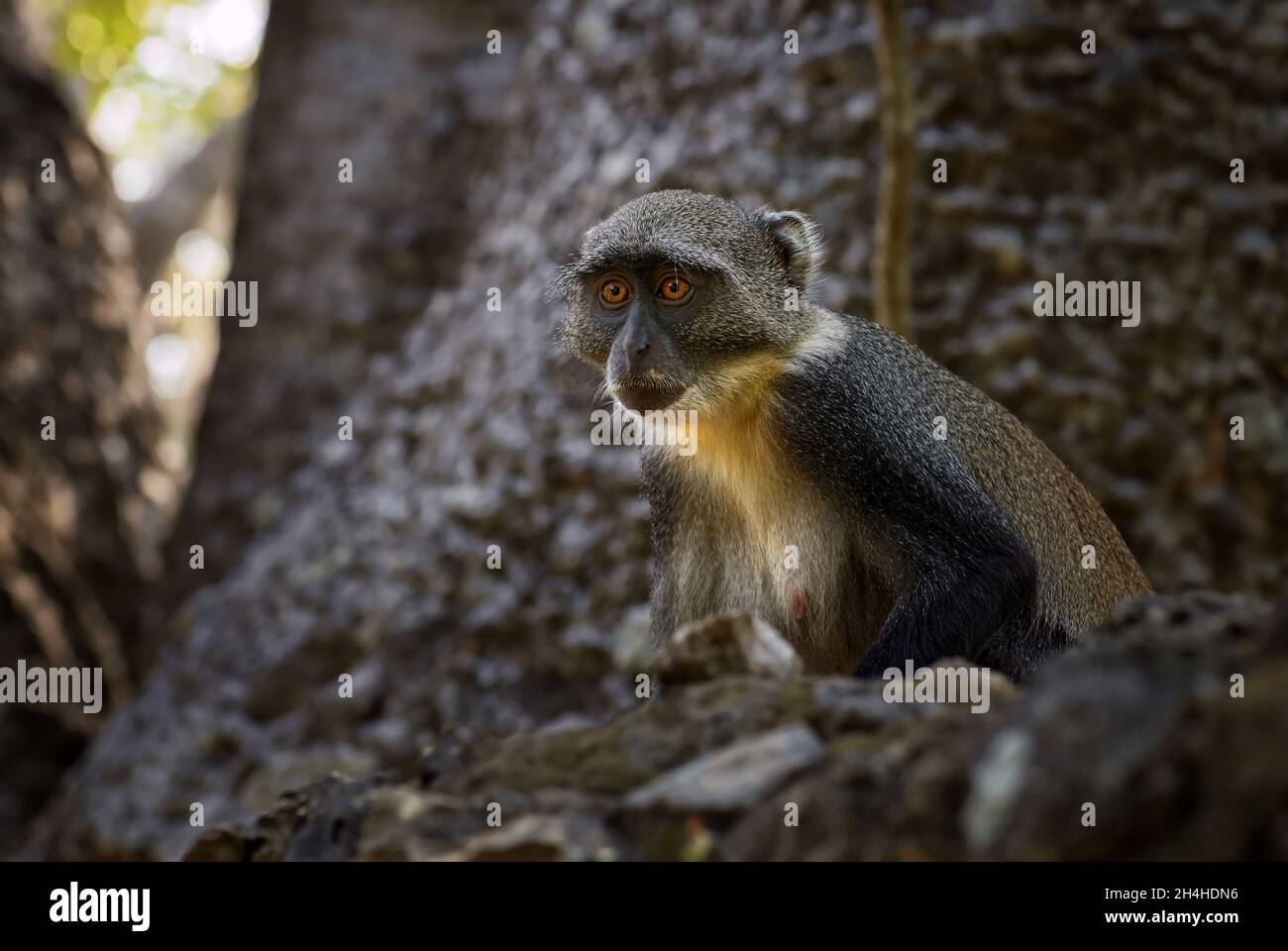 Blue monkey - Cercopithecus mitis, beautiful common primate from ...